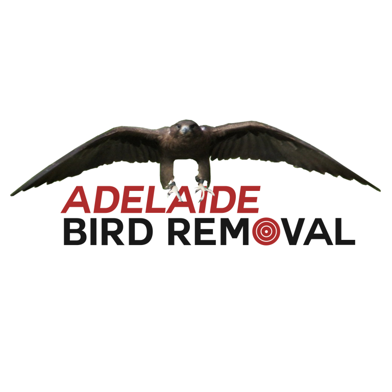 Pest Bird Extermination | Adelaide bird removal